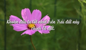 1001 bài thơ, status bán đất hay, hài hước thu hút người đọc - Maxweb